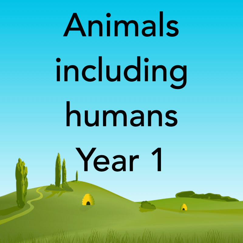 Year 1 Animals Including Humans for | Resources & Lessons – PlanBee