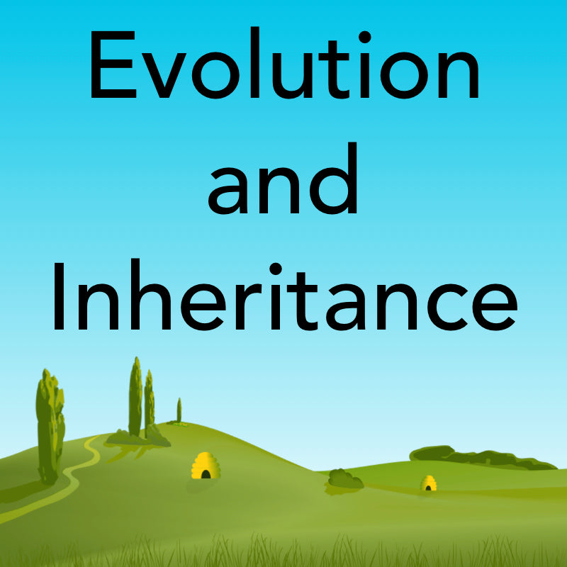 Evolution & Inheritance KS2 Lesson Plans | Human Evolution — PlanBee