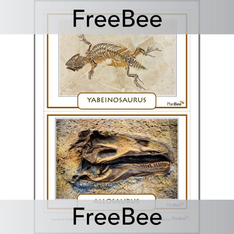 Free Fossil KS2 Picture Cards by PlanBee
