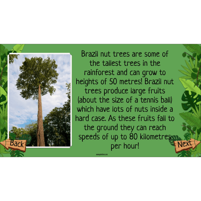 Rainforest Habitats KS2 Science Lesson Pack — PlanBee