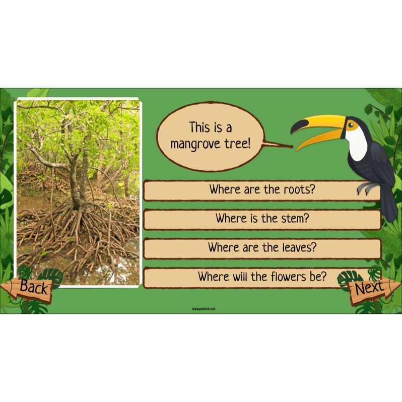 Rainforest Habitats KS2 Science Lesson Pack — PlanBee