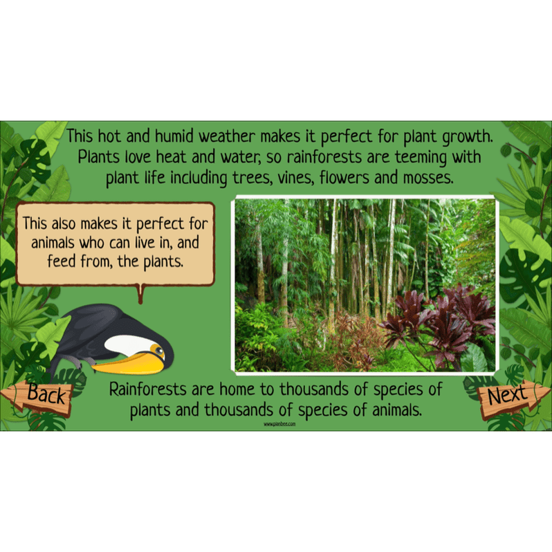 The Rainforest Biome KS2 | Geography Lesson Pack — PlanBee