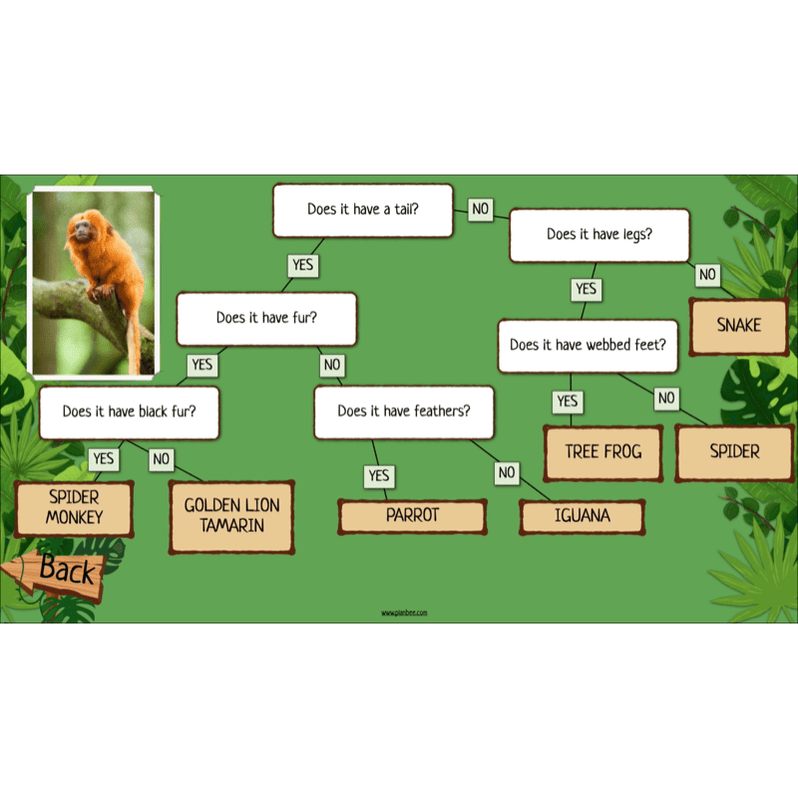 Rainforest Habitats KS2 Science Lesson Pack — PlanBee