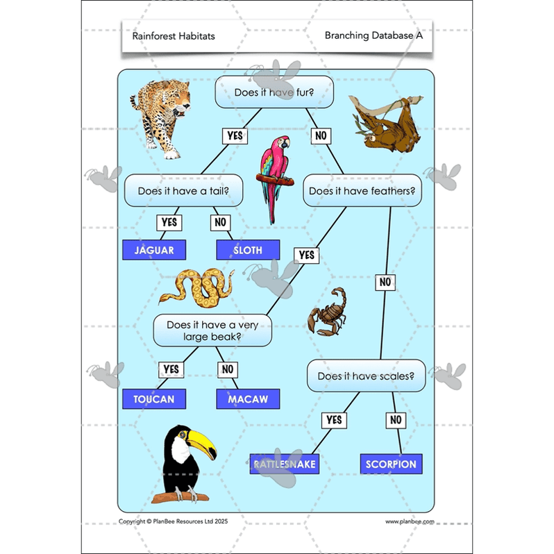 Rainforest Habitats KS2 Science Lesson Pack — PlanBee