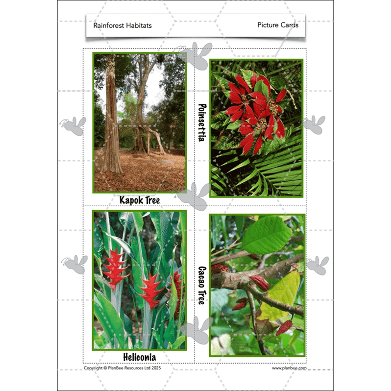 Rainforest Habitats KS2 Science Lesson Pack — PlanBee