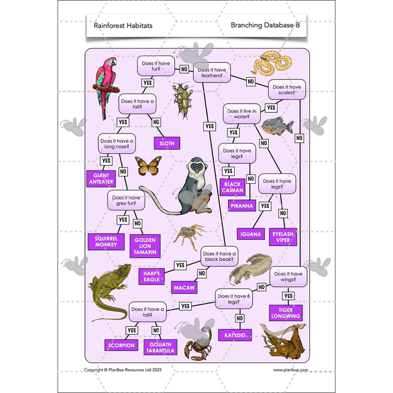 Rainforest Habitats KS2 Science Lesson Pack — PlanBee