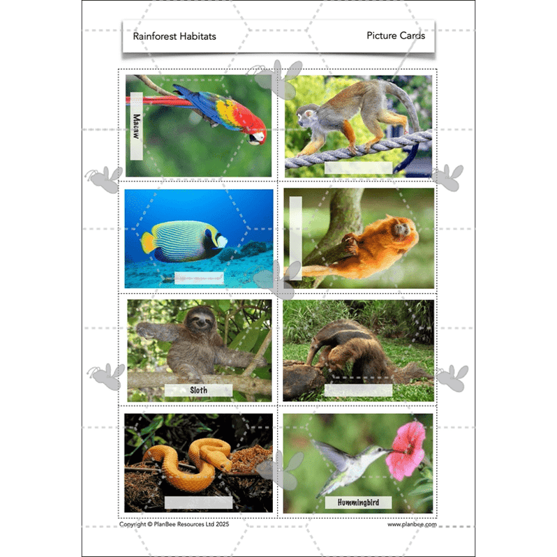 Rainforest Habitats KS2 Science Lesson Pack — PlanBee