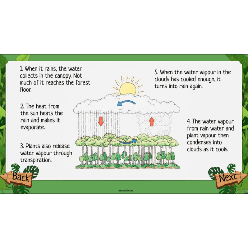 The Rainforest Biome KS2 | Geography Lesson Pack — PlanBee