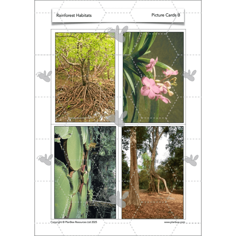 Rainforest Habitats KS2 Science Lesson Pack — PlanBee