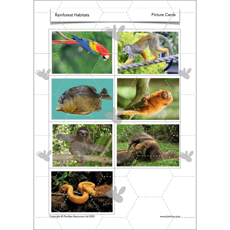 Rainforest Habitats KS2 Science Lesson Pack — PlanBee