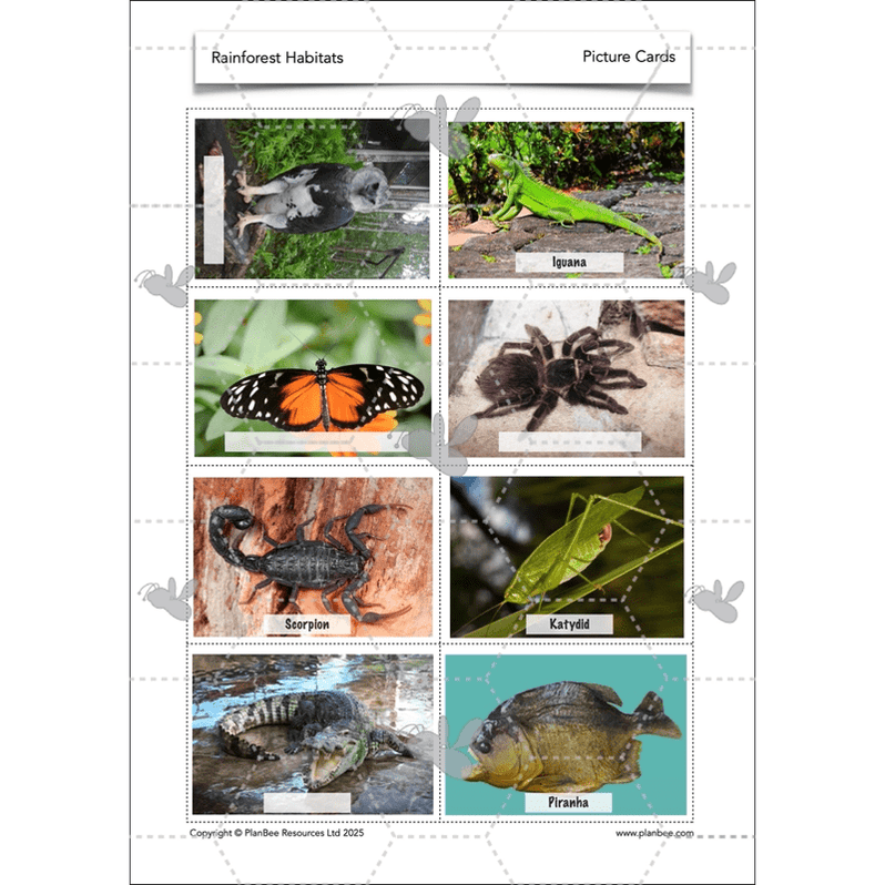 Rainforest Habitats KS2 Science Lesson Pack — PlanBee