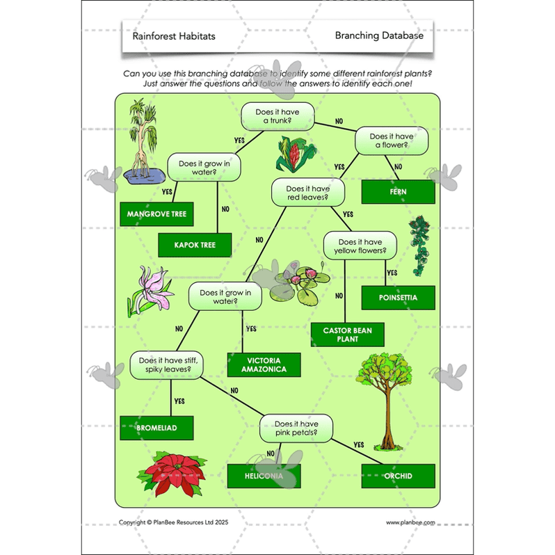 Rainforest Habitats KS2 Science Lesson Pack — PlanBee
