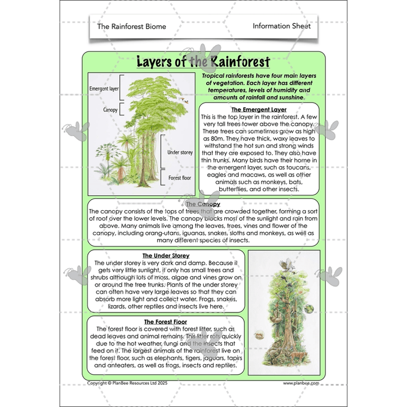The Rainforest Biome KS2 | Geography Lesson Pack — PlanBee