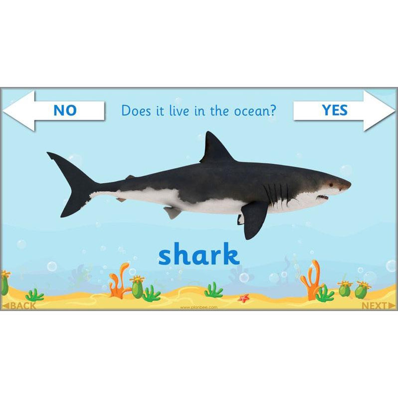 FREE Under the Sea KS1 Ocean Animals lesson pack | PlanBee