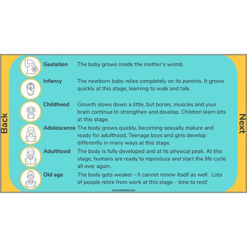 Human Life Cycle KS2 lessons | Year 5 Science by PlanBee