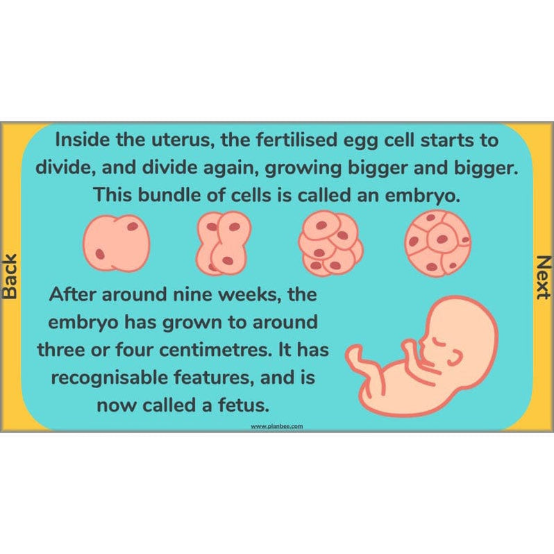 Human Life Cycle KS2 lessons | Year 5 Science by PlanBee
