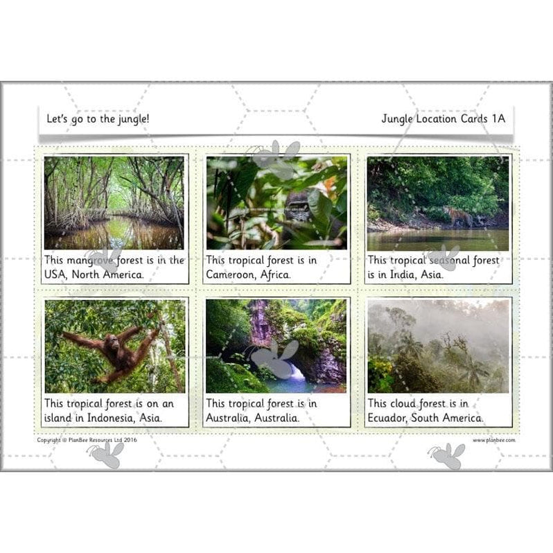 Tropical Jungle Activities for KS1 Geography by PlanBee
