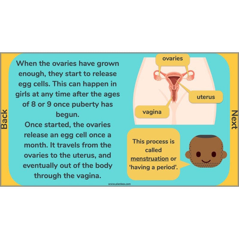 Human Life Cycle KS2 lessons | Year 5 Science by PlanBee