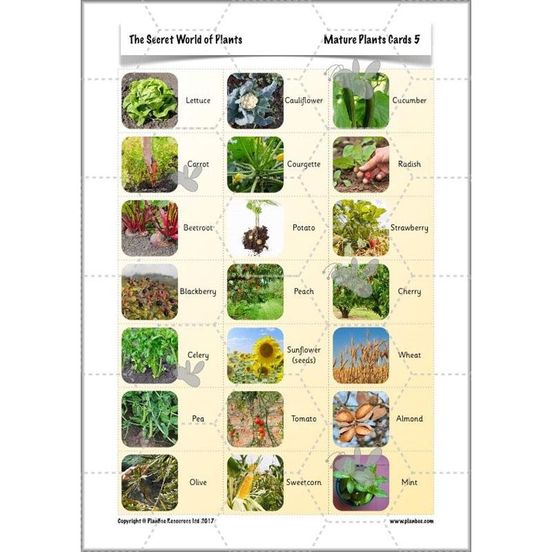 Secret World of Plants - KS1 Science Scheme of Work: Year 2 — PlanBee
