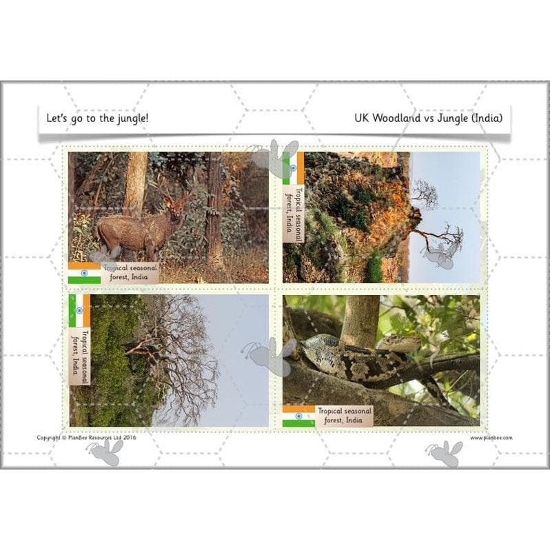 Tropical Jungle Activities for KS1 Geography by PlanBee