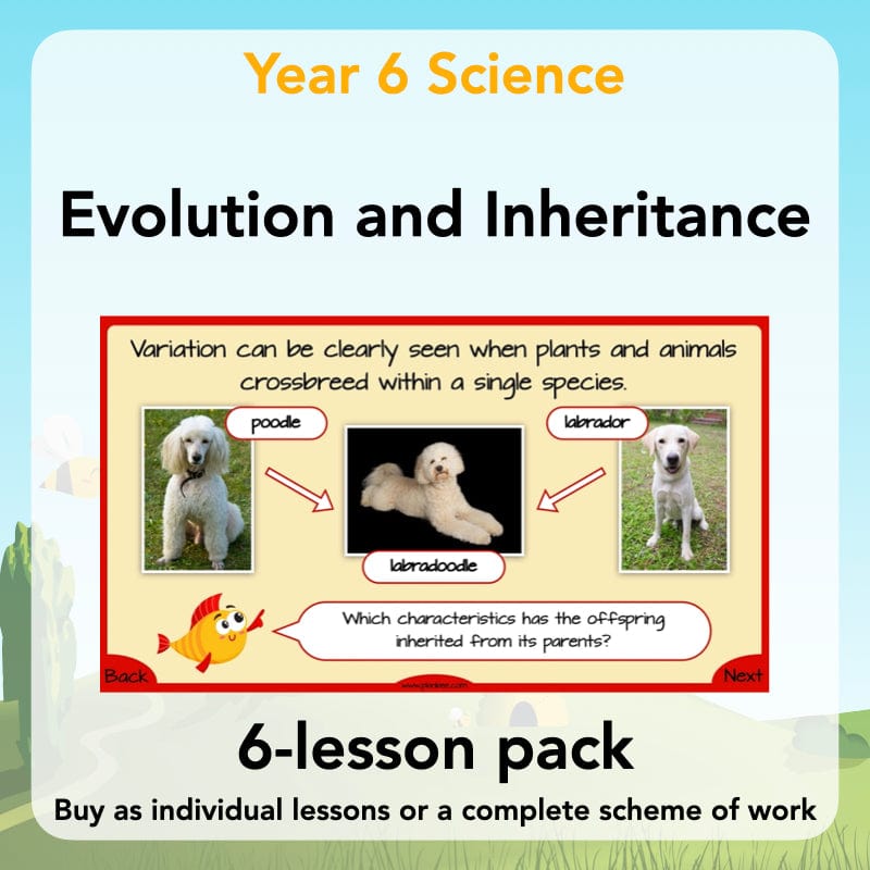 Year 6 Evolution and Inheritance KS2 | Science from PlanBee