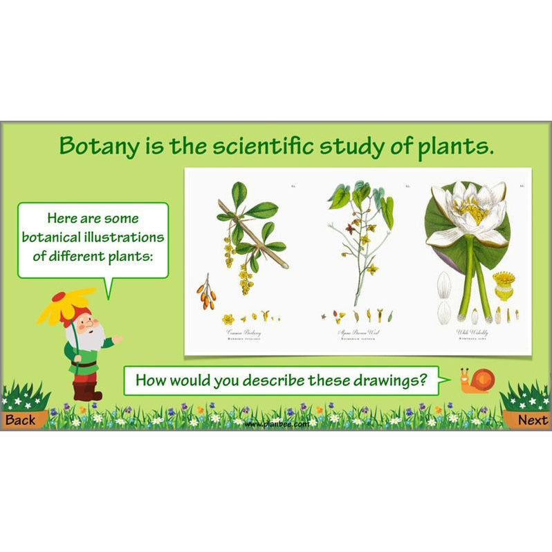 Plant Art Lessons Year 3 & Year 4 PlanBee Art scheme of work