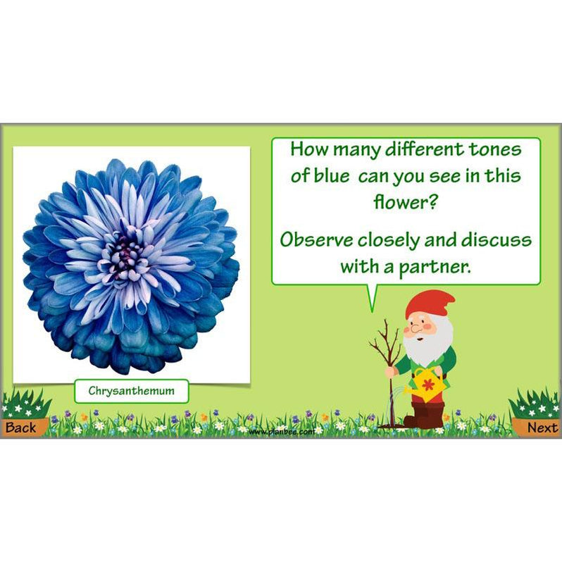 Plant Art Lessons Year 3 & Year 4 PlanBee Art scheme of work