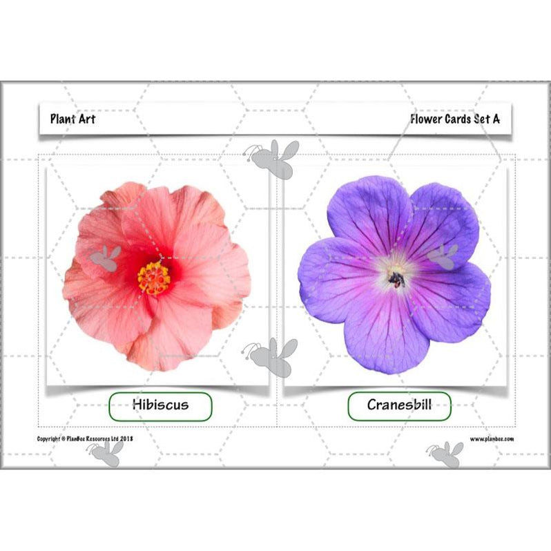 Plant Art Lessons Year 3 & Year 4 PlanBee Art scheme of work