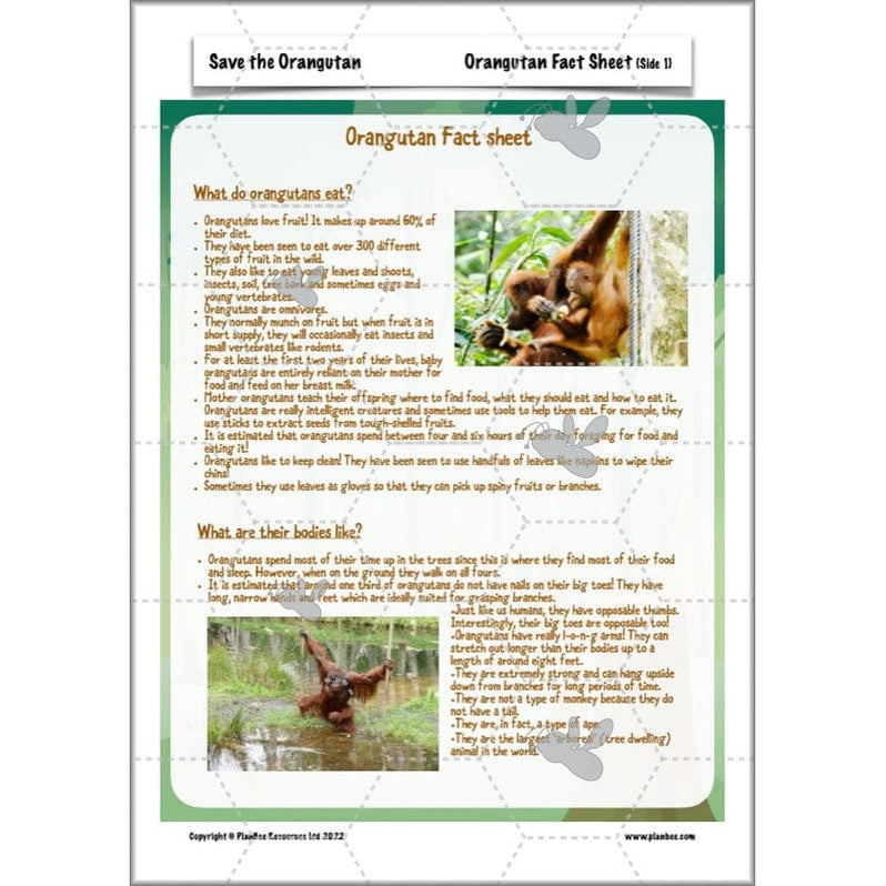 Save the Orangutan KS2 Geography Planning Pack by PlanBee