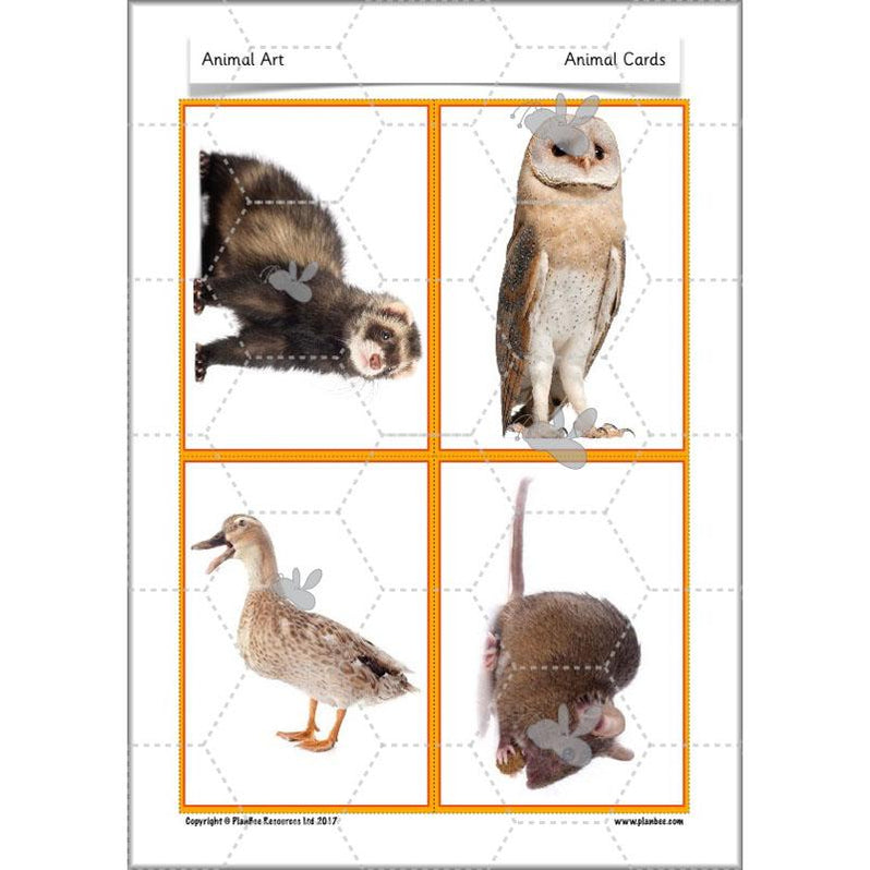 Animal Art lessons and planning for KS1 created by PlanBee