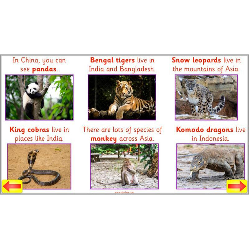 Animal Art lessons and planning for KS1 created by PlanBee