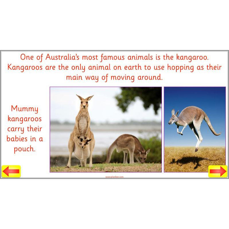 Animal Art lessons and planning for KS1 created by PlanBee