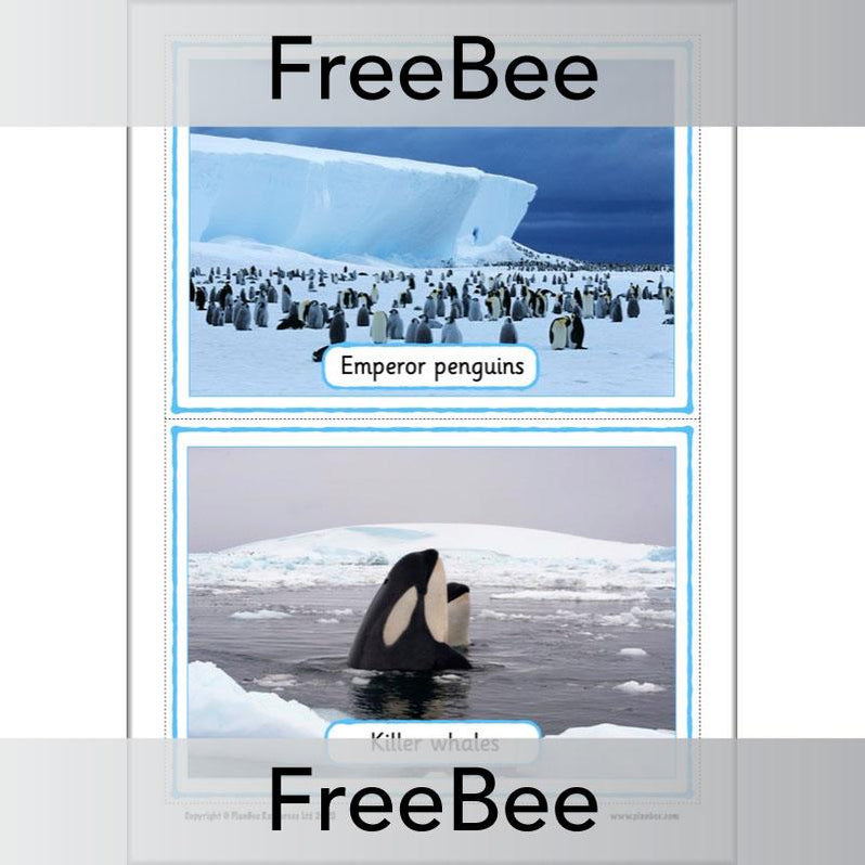 FREE Antarctica Classroom Display Cards by PlanBee