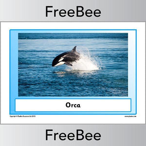 Arctic Animals KS1 Posters | Free PlanBee Resource