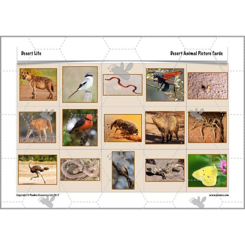 Desert Habitat KS2 Science Lessons by PlanBee