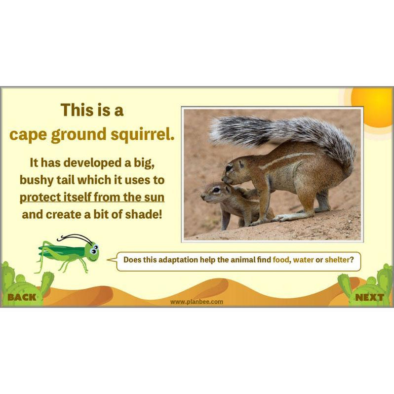 Desert Habitat KS2 Science Lessons by PlanBee