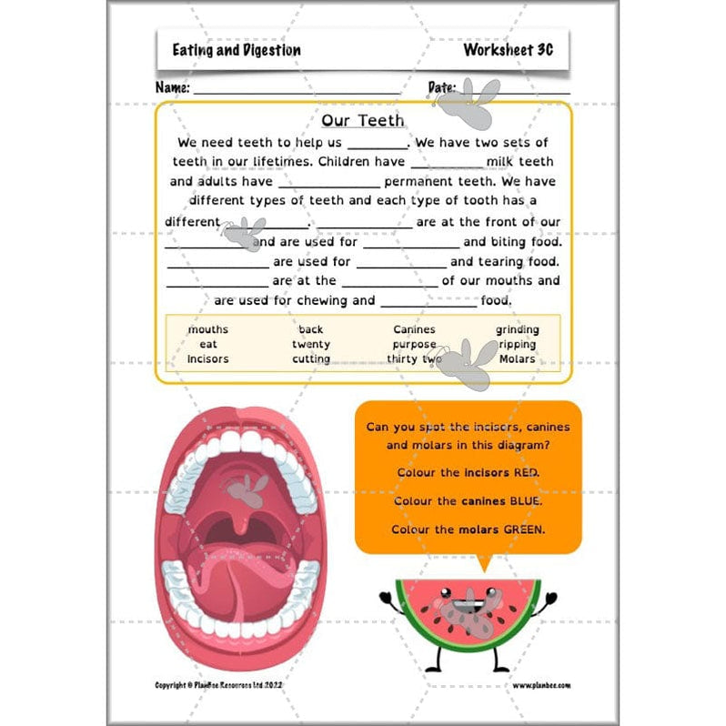 Digestive System Year 4 Animals including Humans | PlanBee
