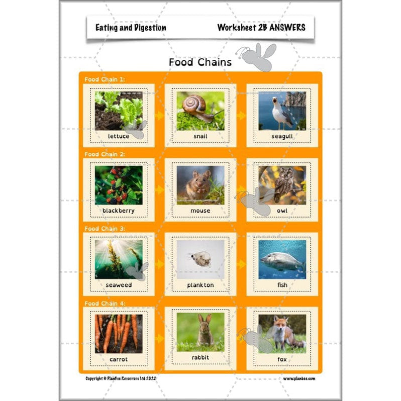 Digestive System Year 4 Animals including Humans | PlanBee