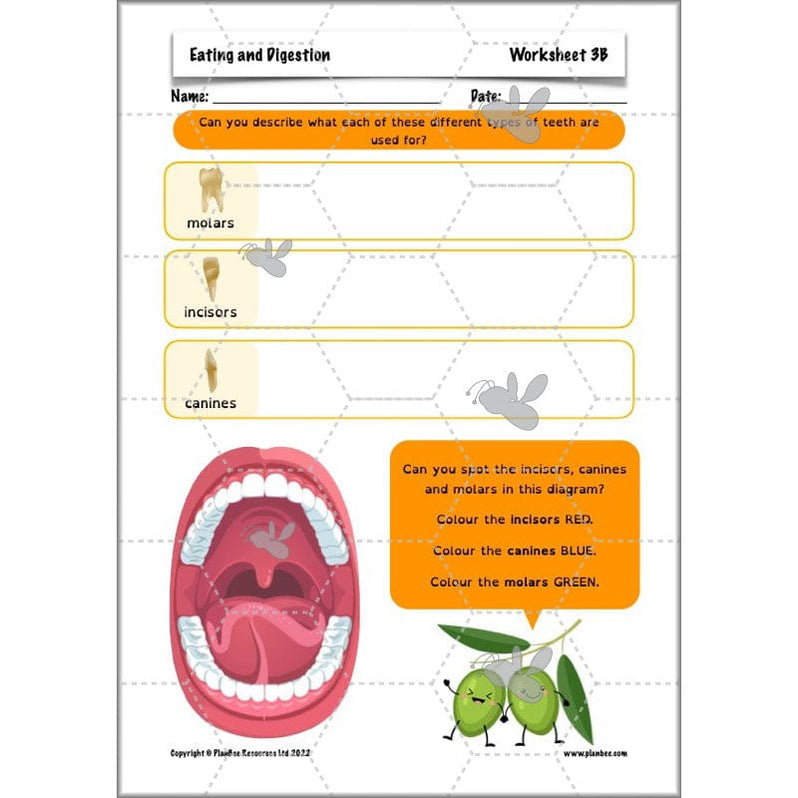 Digestive System Year 4 Animals including Humans | PlanBee