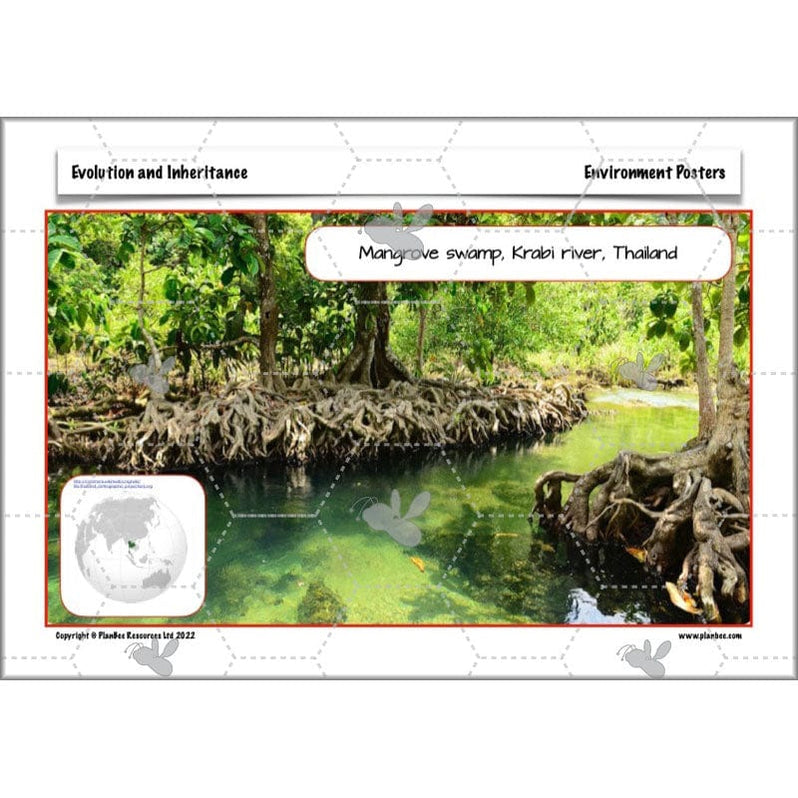 Year 6 Evolution and Inheritance KS2 | Science from PlanBee