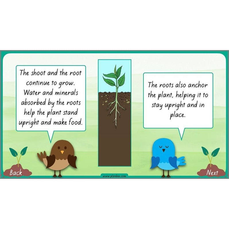 Plants Year 3 Planning Pack | Year 3 Science Plants Lessons — PlanBee