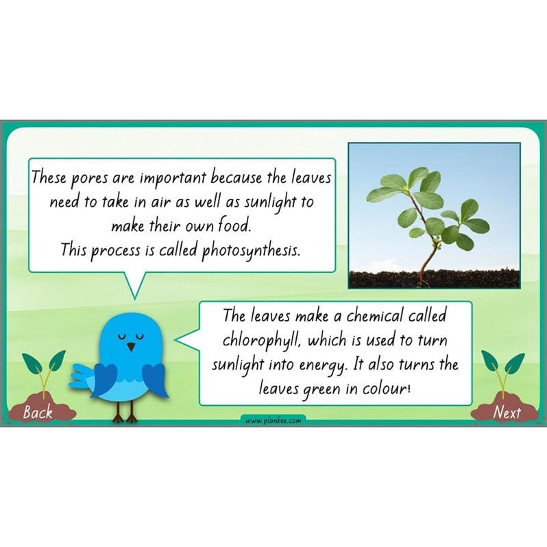 Plants Year 3 Planning Pack | Year 3 Science Plants Lessons — PlanBee