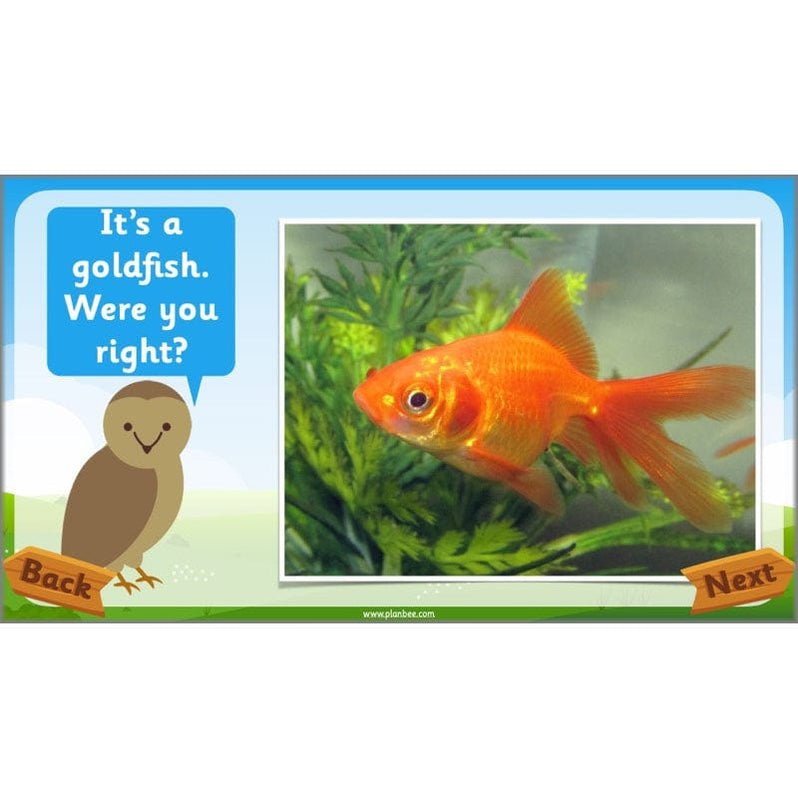 Animals Year 1 | Science Lessons KS1 by PlanBee