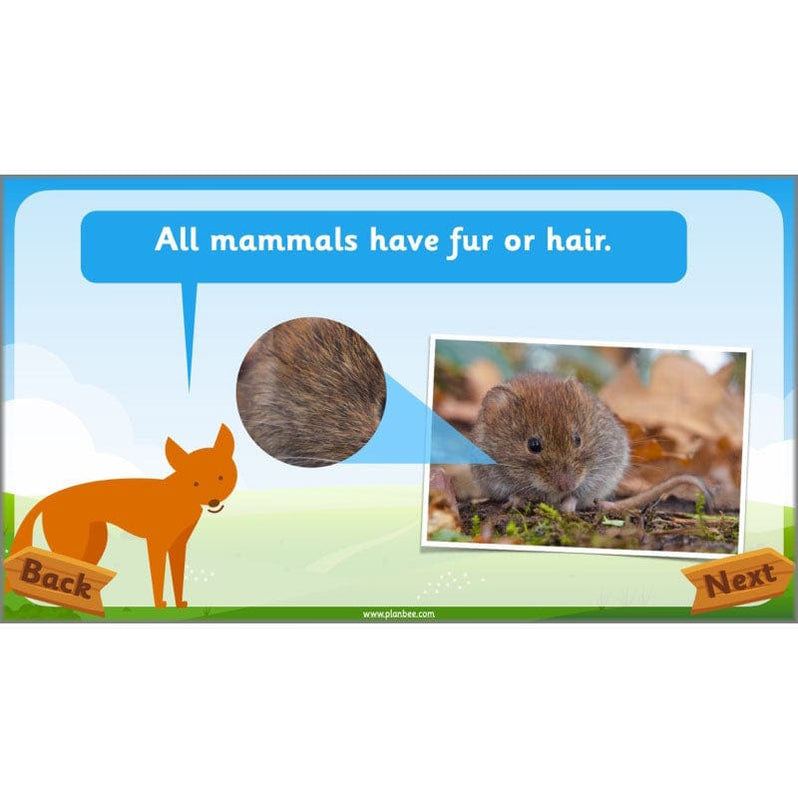 Animals Year 1 | Science Lessons KS1 by PlanBee