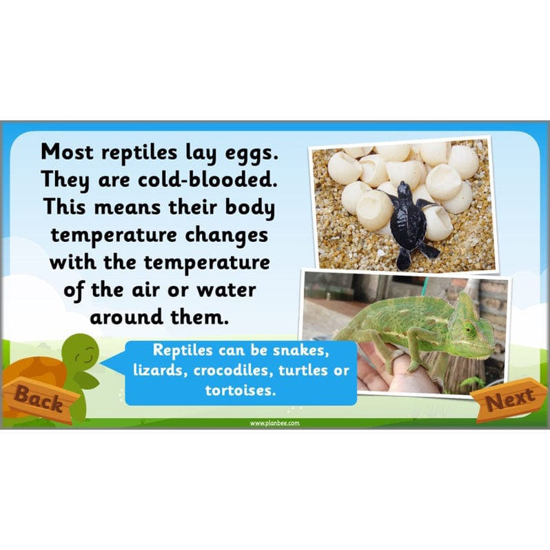 Animals Year 1 | Science Lessons KS1 by PlanBee