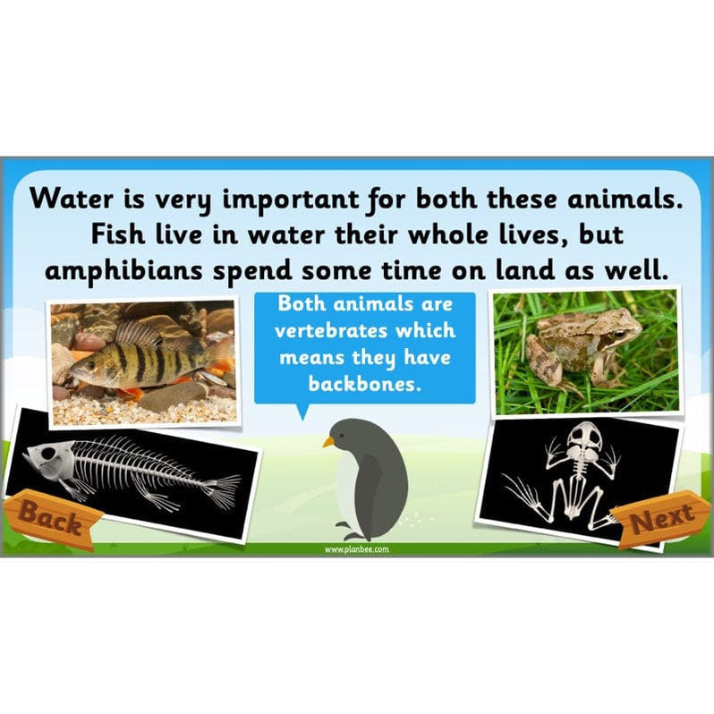 Animals Year 1 | Science Lessons KS1 by PlanBee