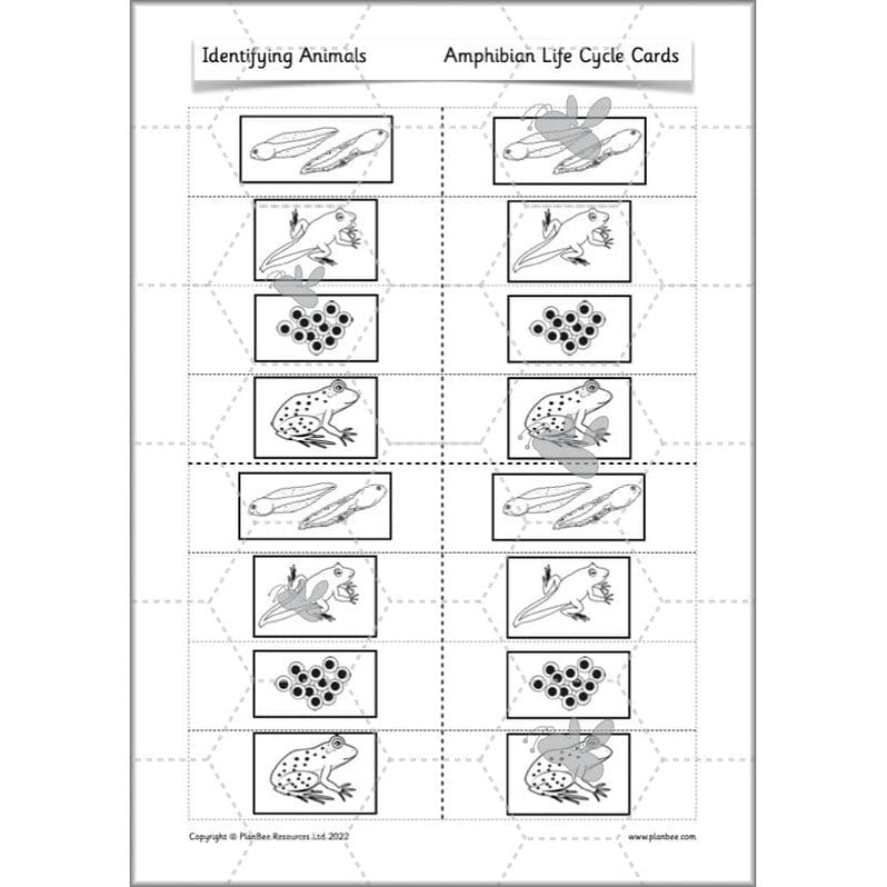 Animals Year 1 | Science Lessons KS1 by PlanBee