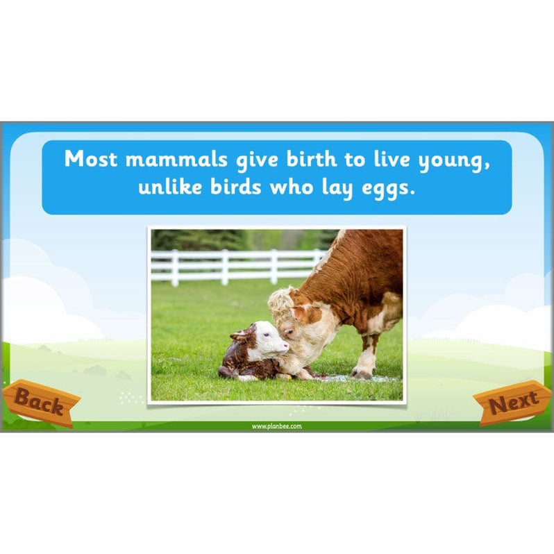 Animals Year 1 | Science Lessons KS1 by PlanBee