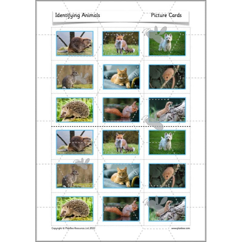 Animals Year 1 | Science Lessons KS1 by PlanBee