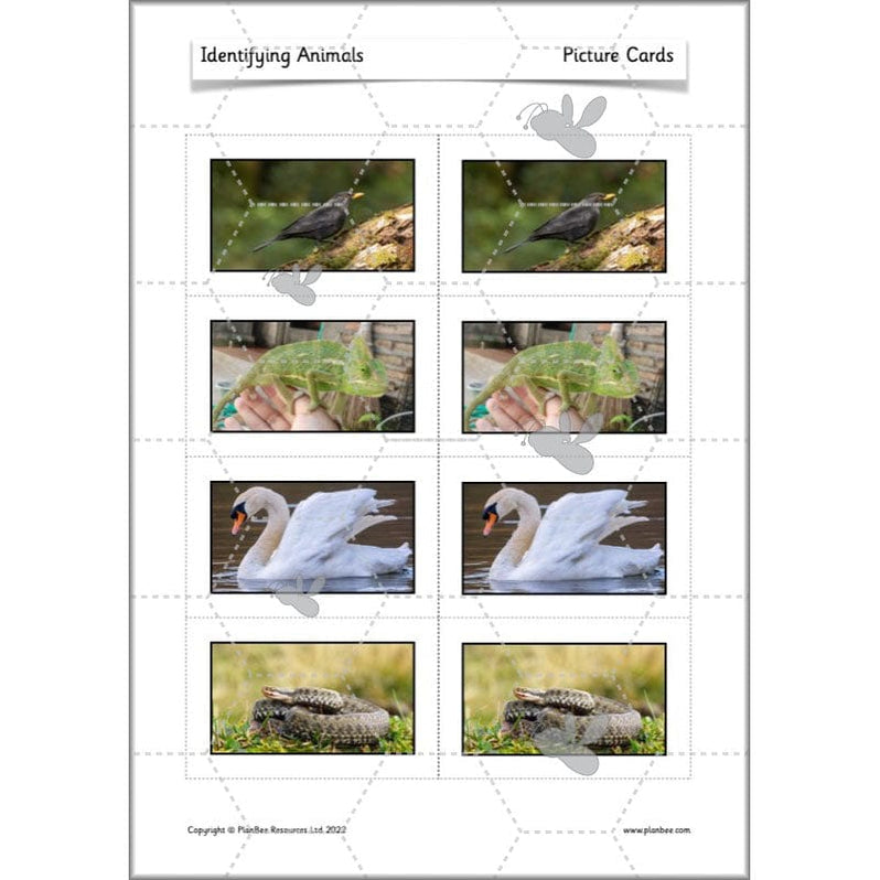 Animals Year 1 | Science Lessons KS1 by PlanBee